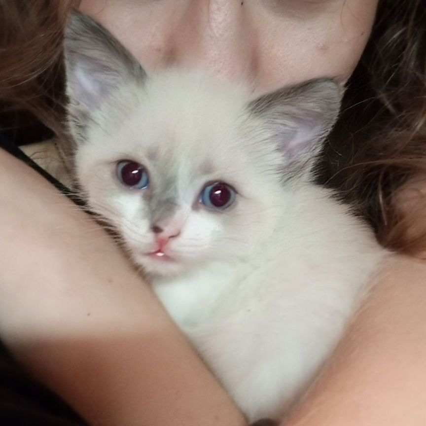 Котята Рэгдолл