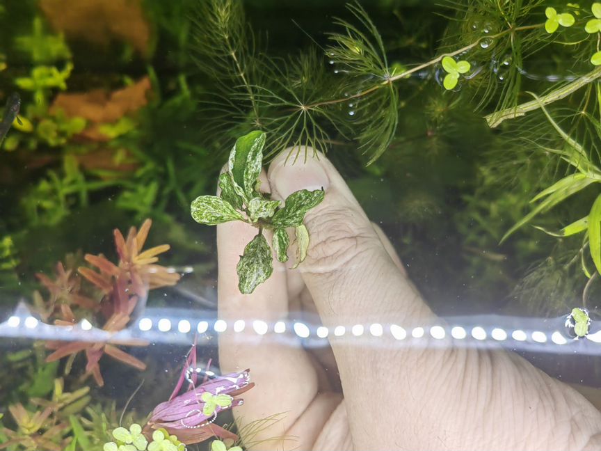 Буцефаландра марбл грин вэйв (мраморная)