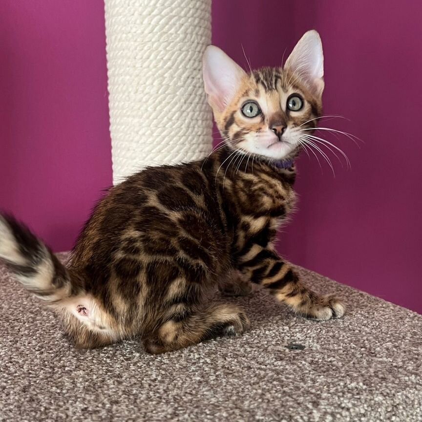 Бенгальские котята с родословной из питомника
