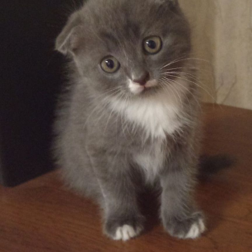 Шотландские вислоухие котята