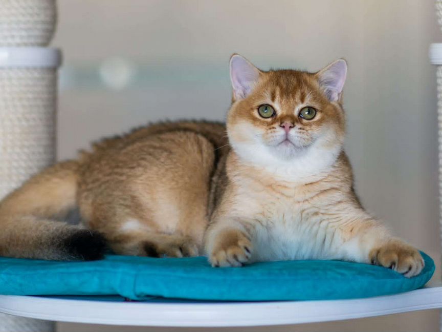 Золотой британский котик