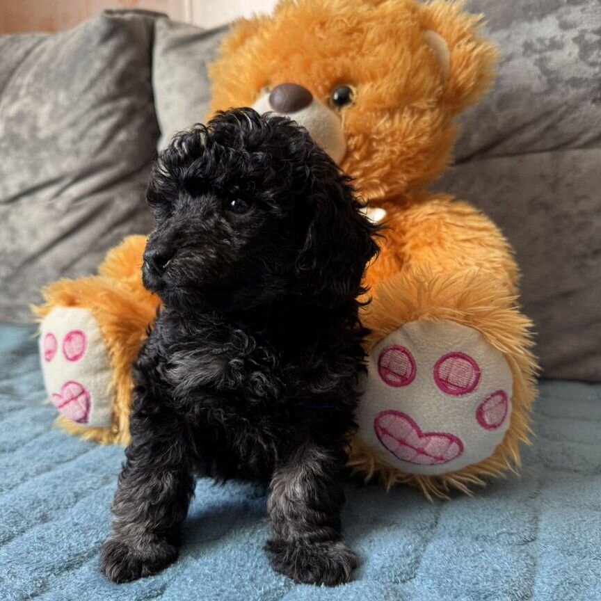 Той-пудель, щенок