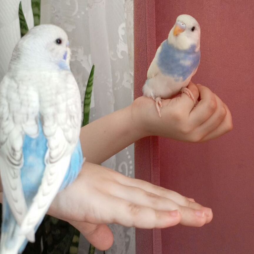 Птенцы волнистый попугай