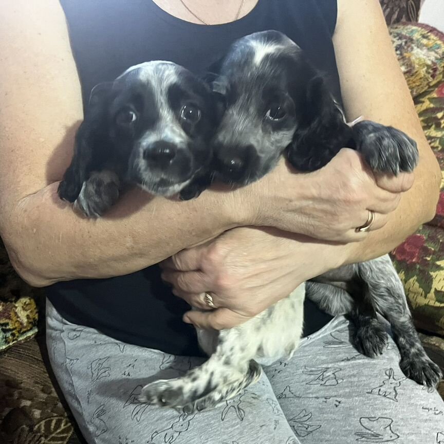 Русский спаниель