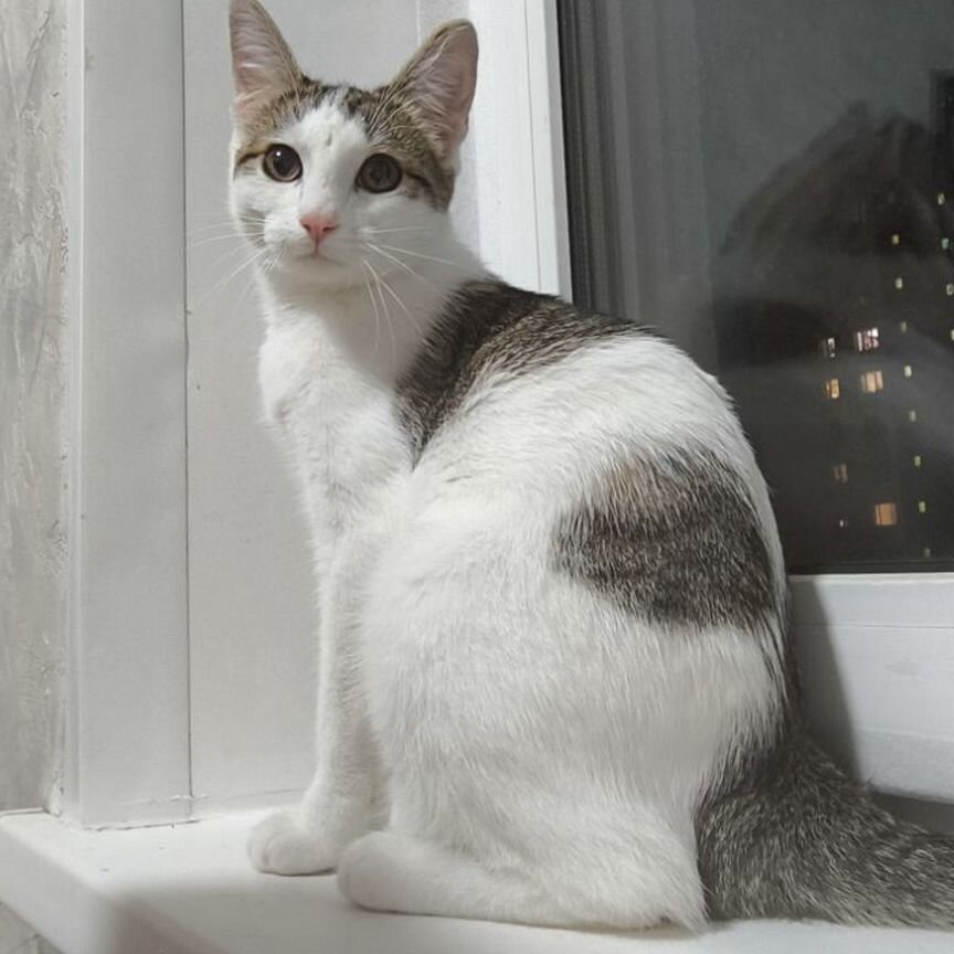 Котёнок в добрые руки