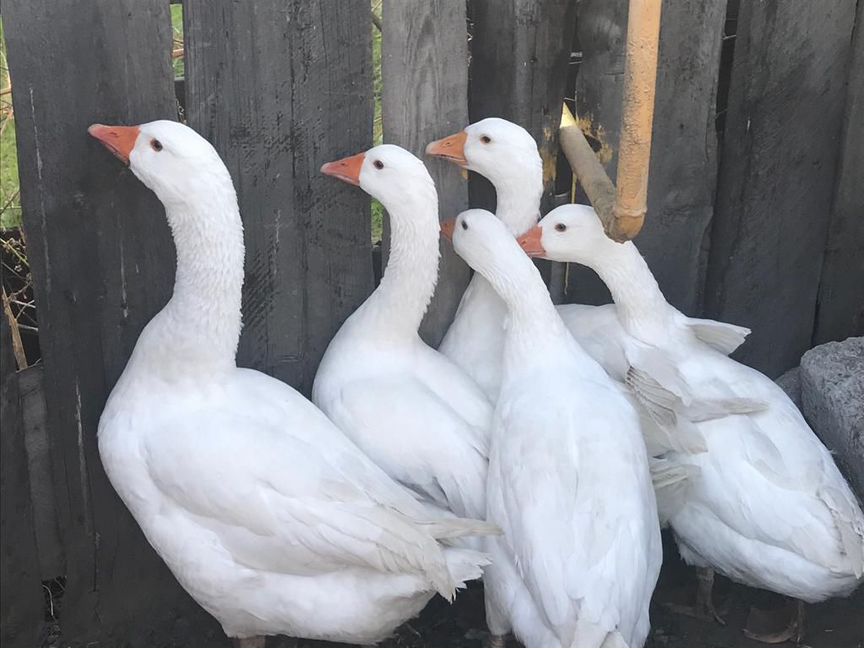 Гуси губернаторские