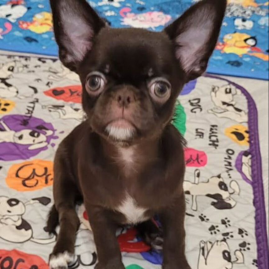 Щенки чихуахуа