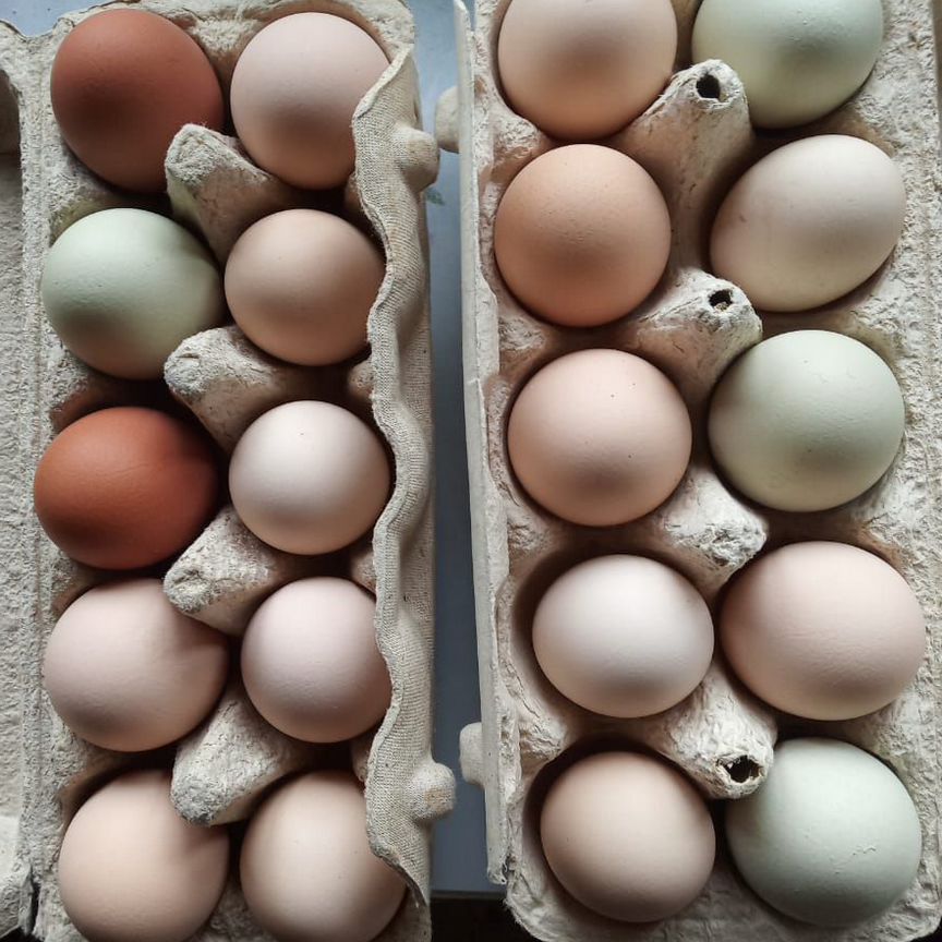 Я/и домашее куриное