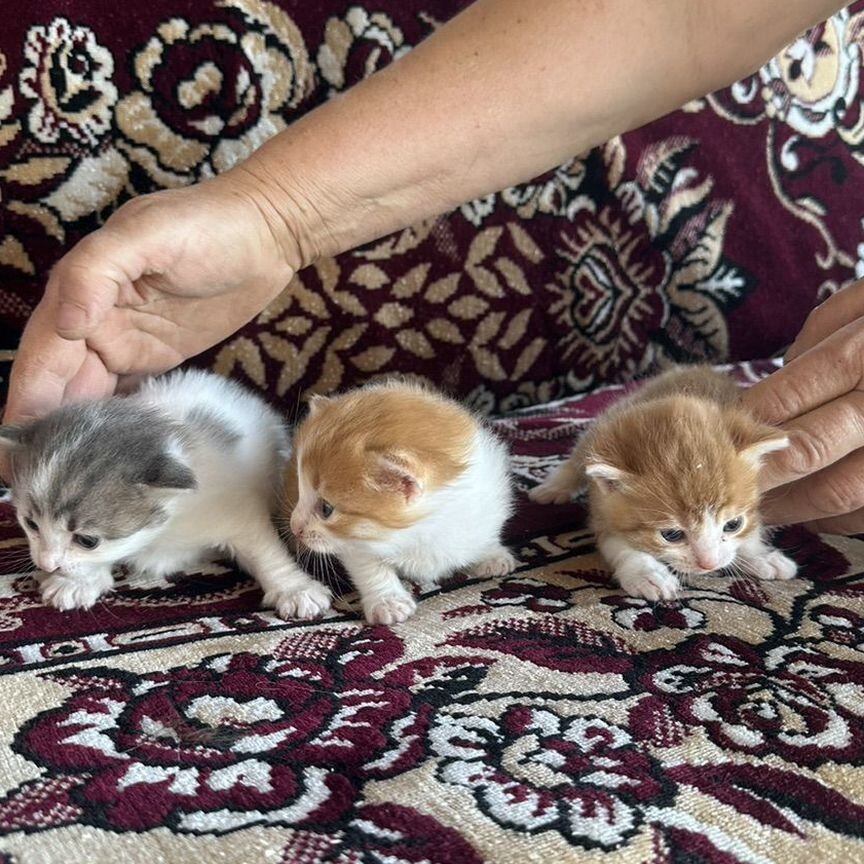 Котята в добрые руки