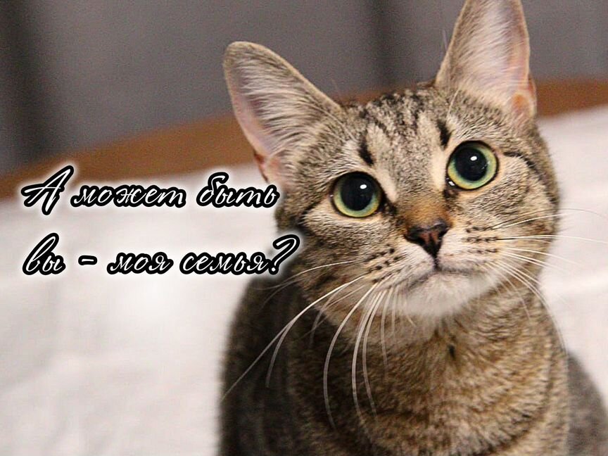 Очень ласковая кошечка - улыбака