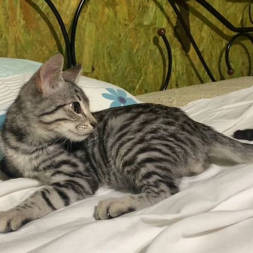 Котенок жожоба 5 мес ищет дом