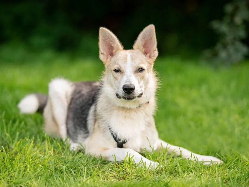 Щенок мальчик Скай 8 мес ищет дом