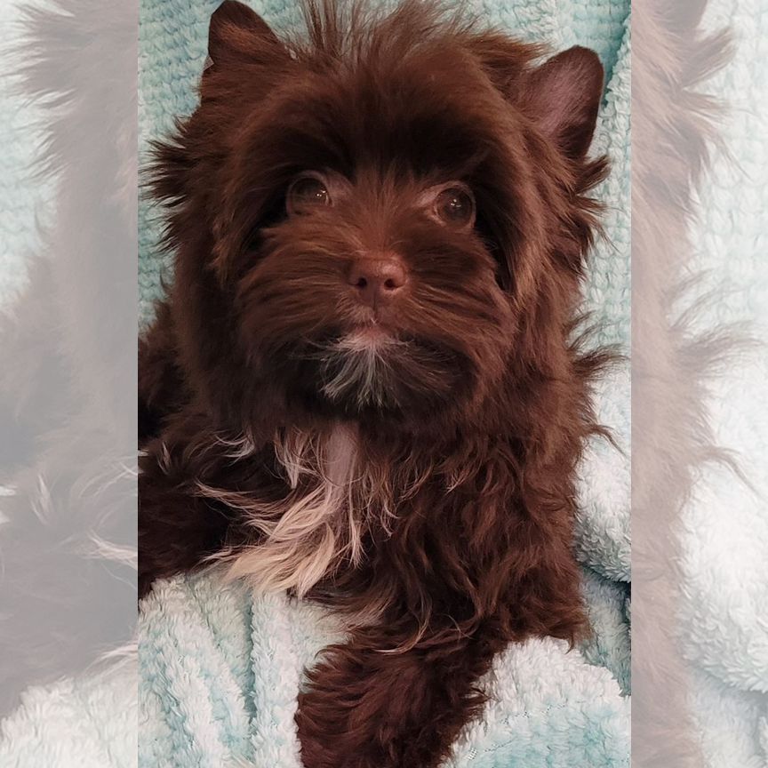 Йоркширский терьер, щенок