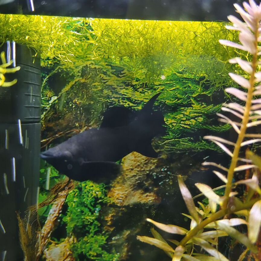 Молинезия чёрная