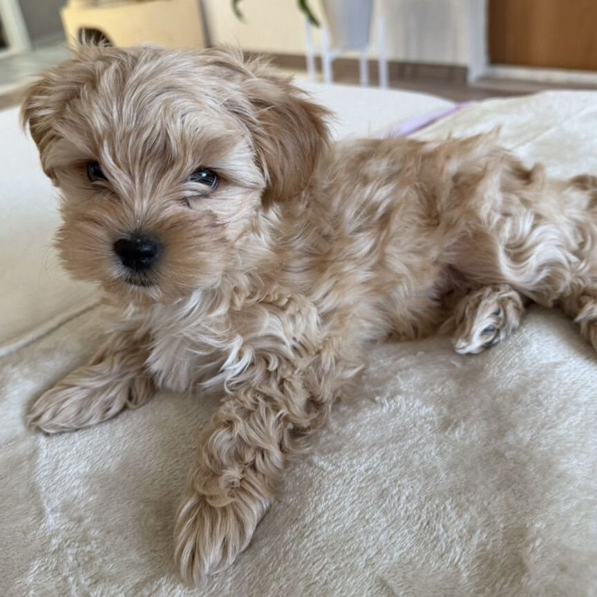 Йоркширский терьер, щенок