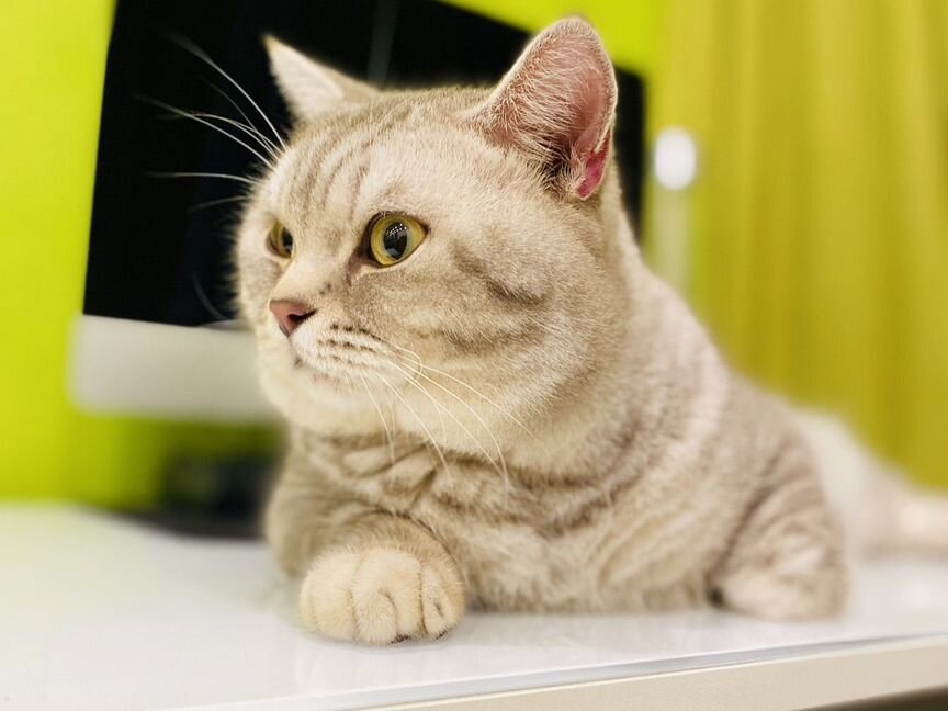 Британец Шотландец