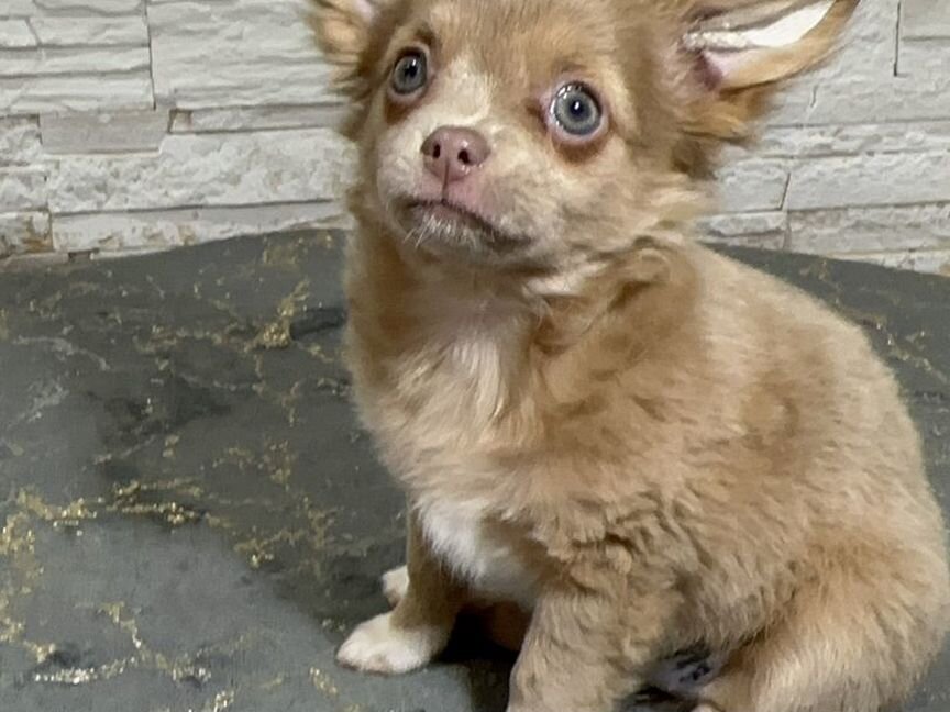 Солнечная девочка чихуахуа