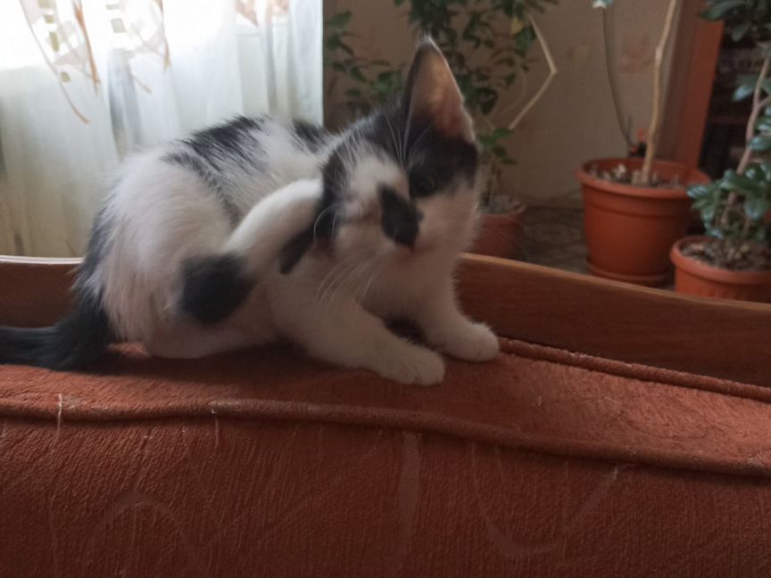 Котята 1.5 месяца