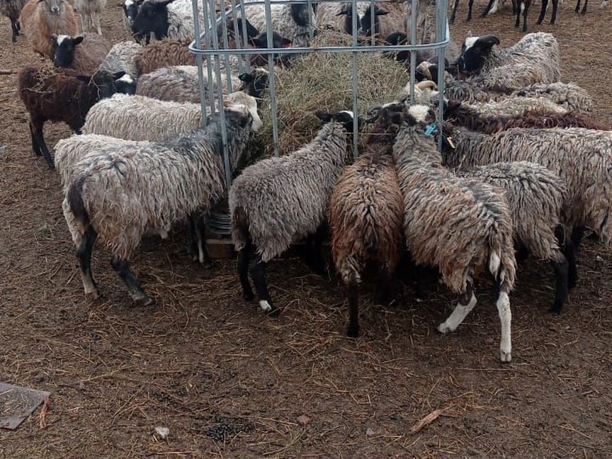 Кормушка для овец,ягнят,телят