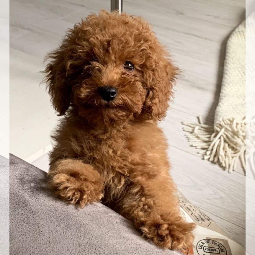 Той-пудель, щенок