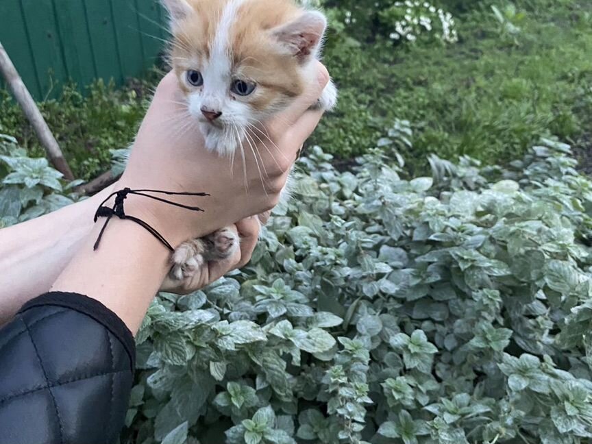 Отдам котят рыжиков