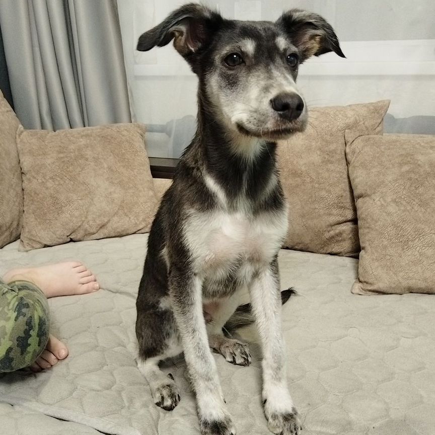 Щенок в добрые руки