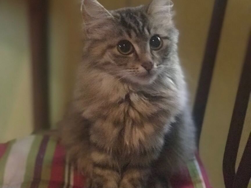 Маня сибирячка 4 мес