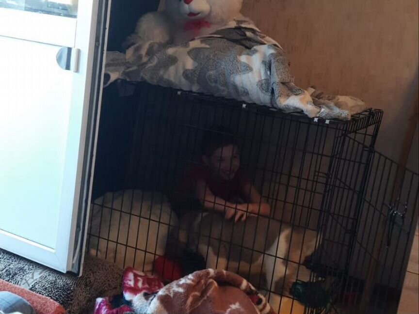 Вольер для собак