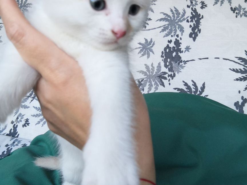 Котик, 1,5 месяца