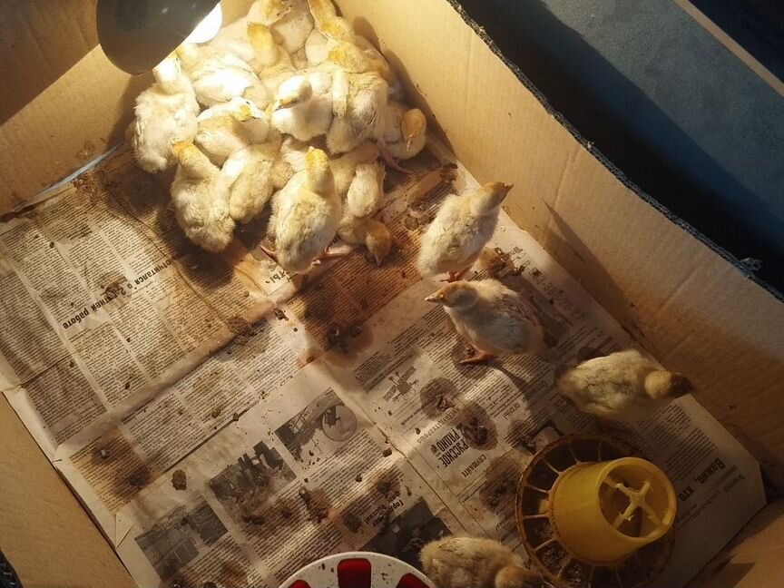 Цепляла бройлерного индюка