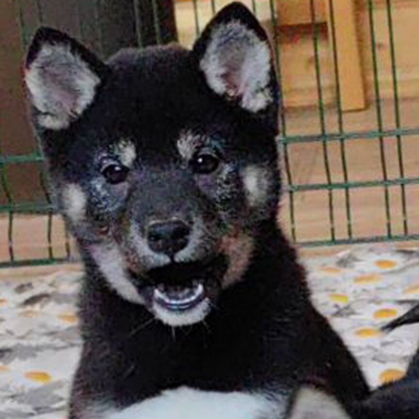 Женевьева Найт. 4.5 мес.Сиба ину