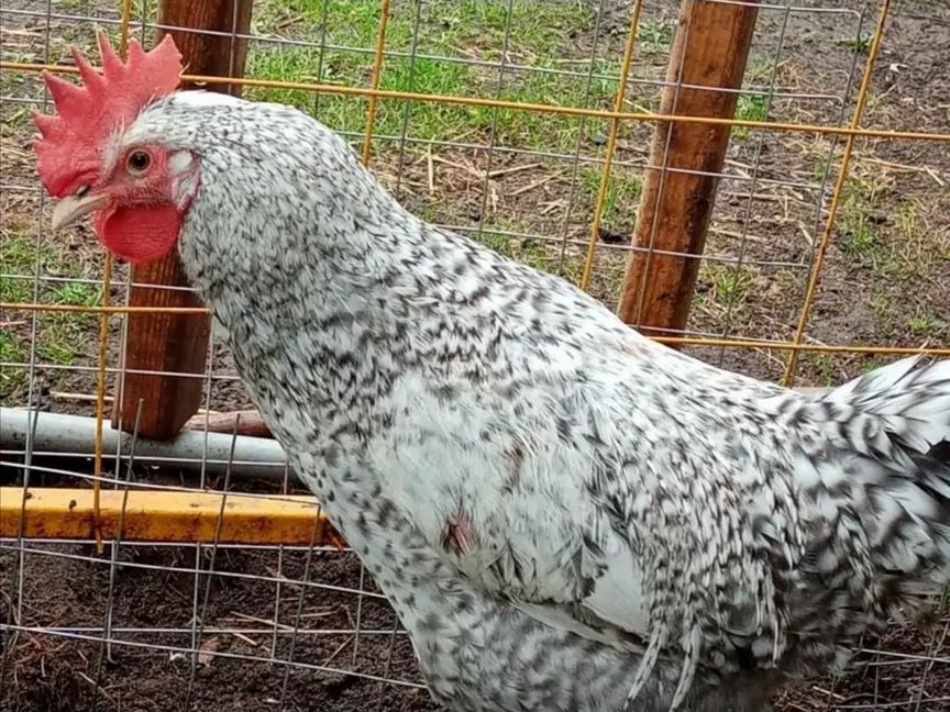 Петух Легбар кремовый