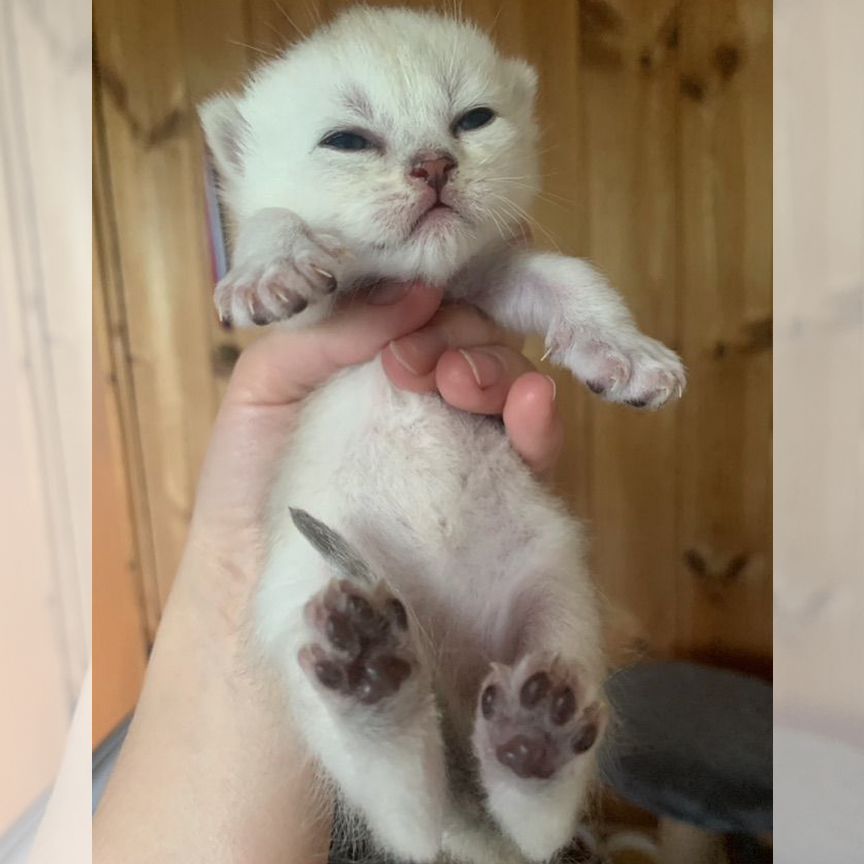 Котята серебристая и золотая шиншилла