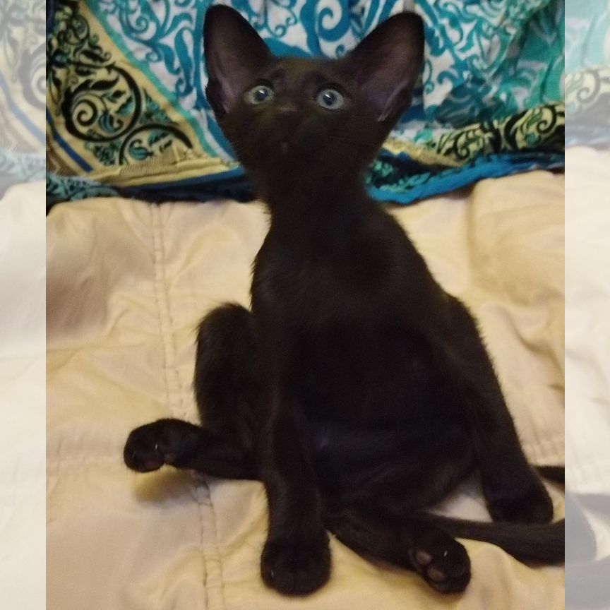 Ориентальный котик