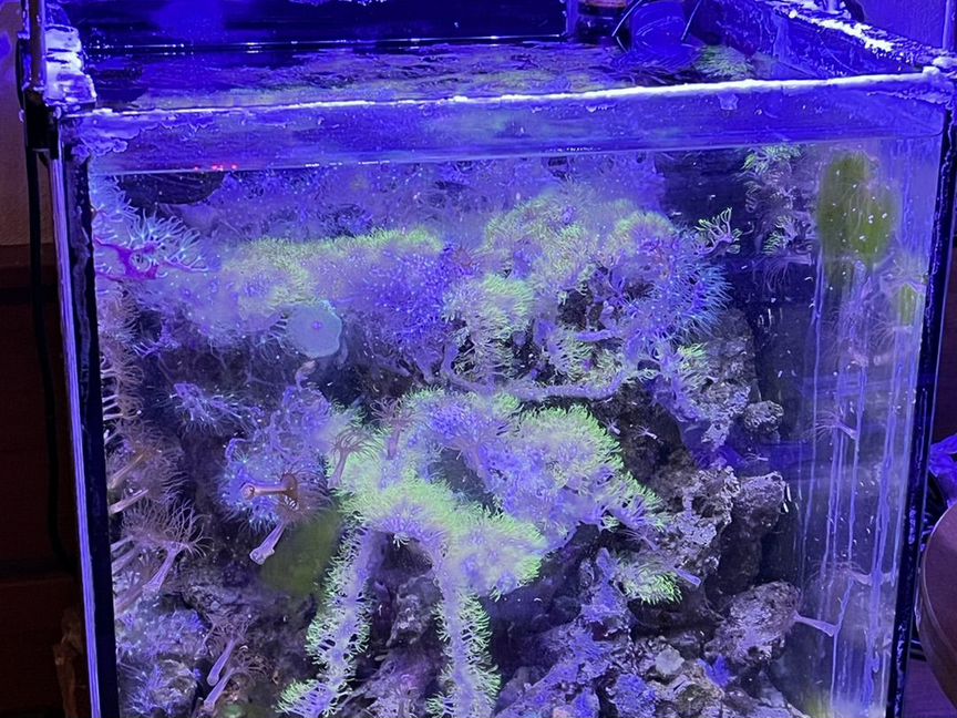 Морской аквариум комплект