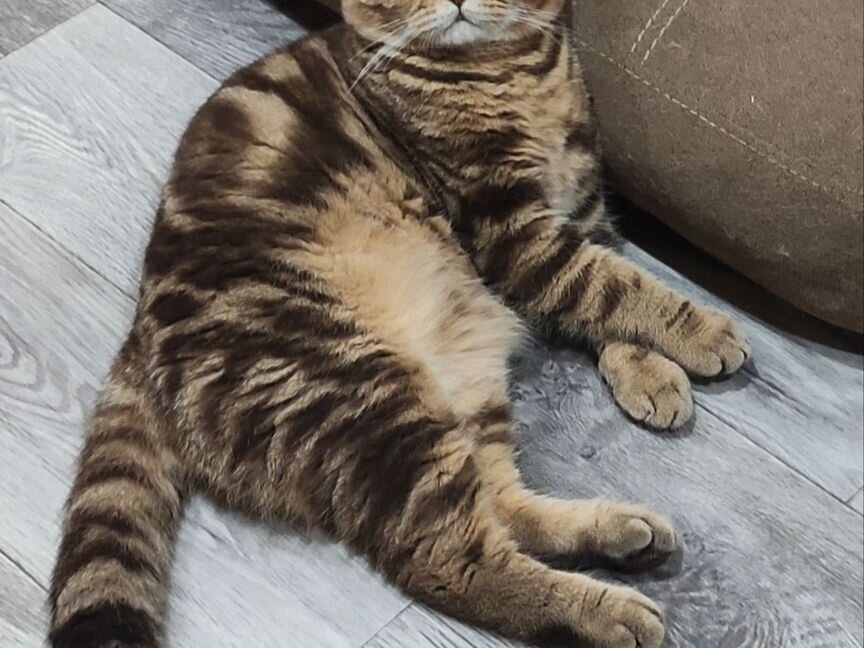 Вязка с шотландским котом