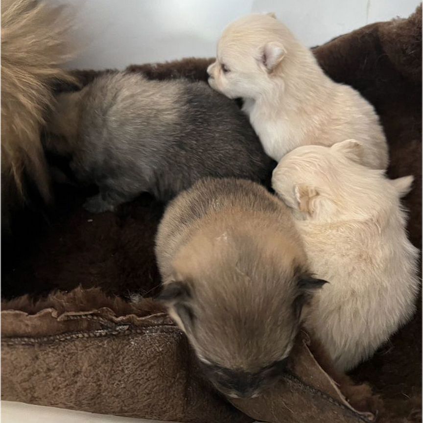 Немецкий шпиц, щенок