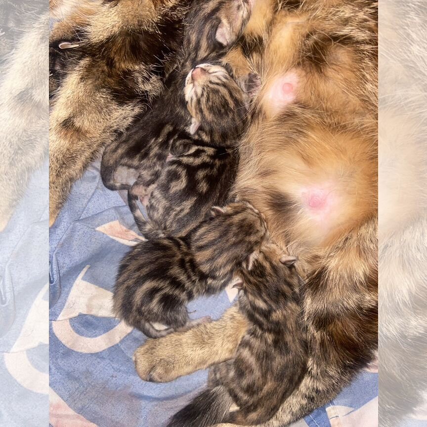 Шотландский вислоухий короткошёрстный котёнок