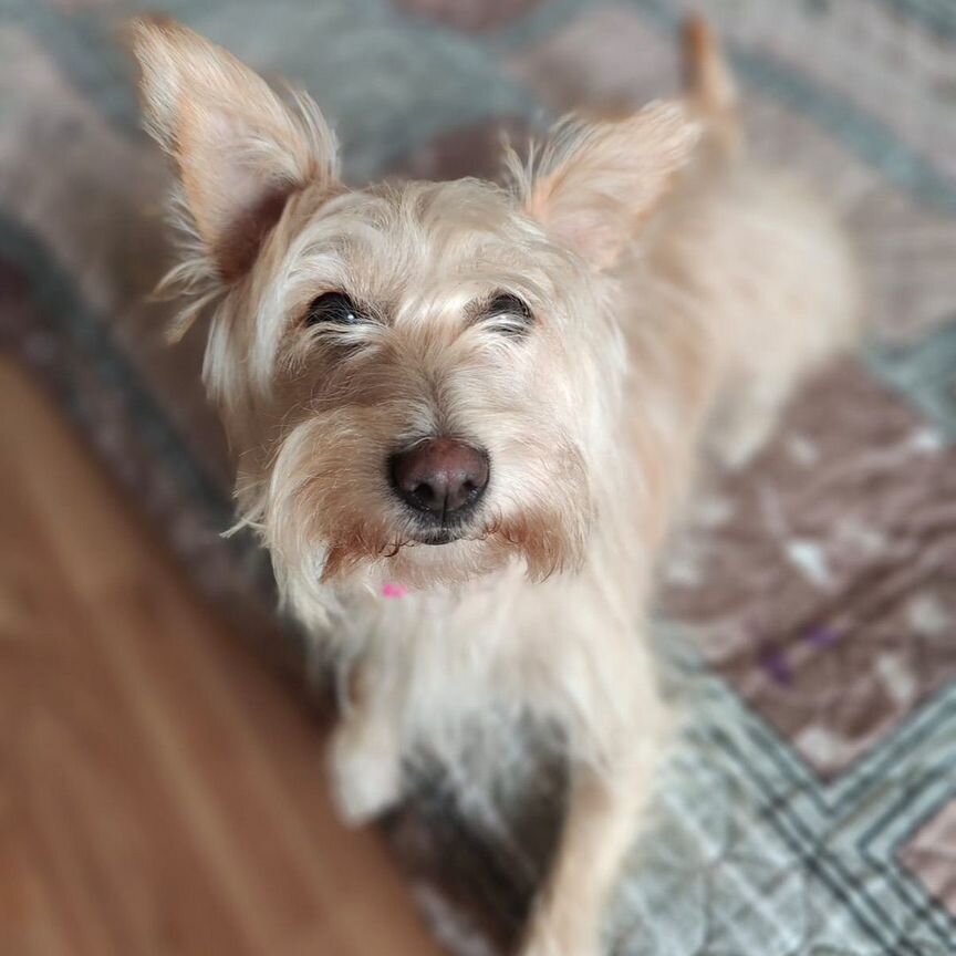 Московский дракон Кузя 3 года ищет дом