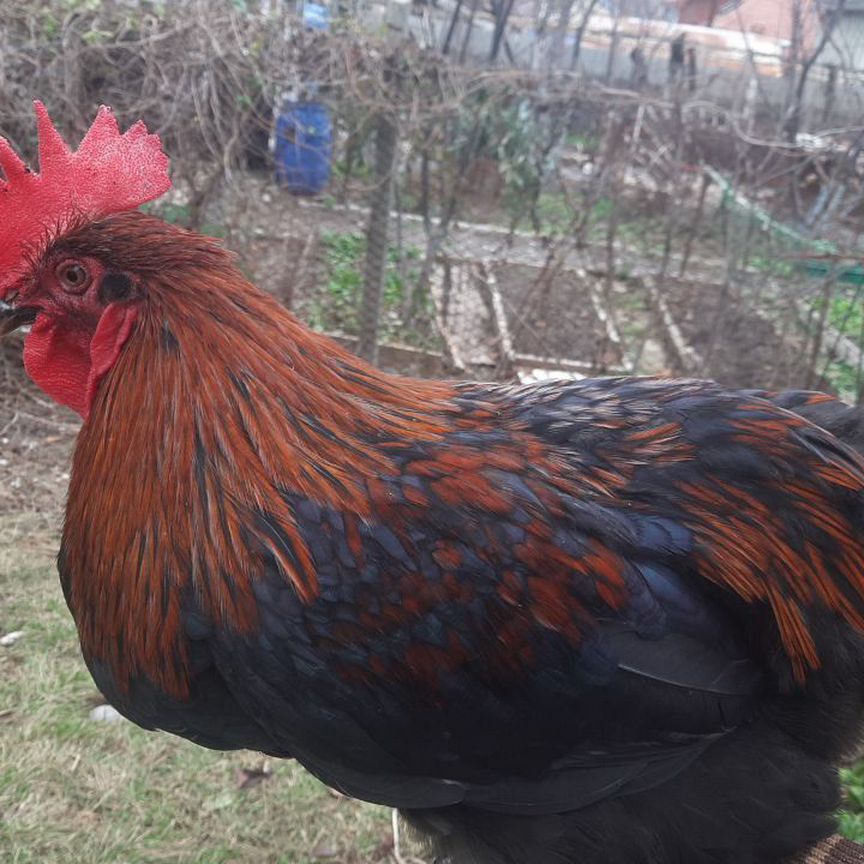 Петушки Мараны черно-медные 6 месяцев