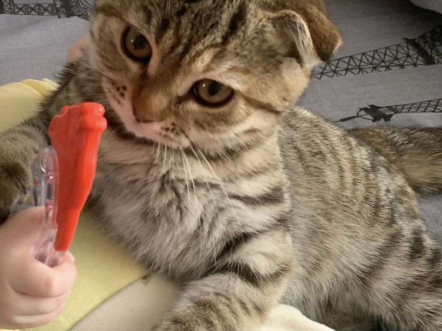 Шотландские котята