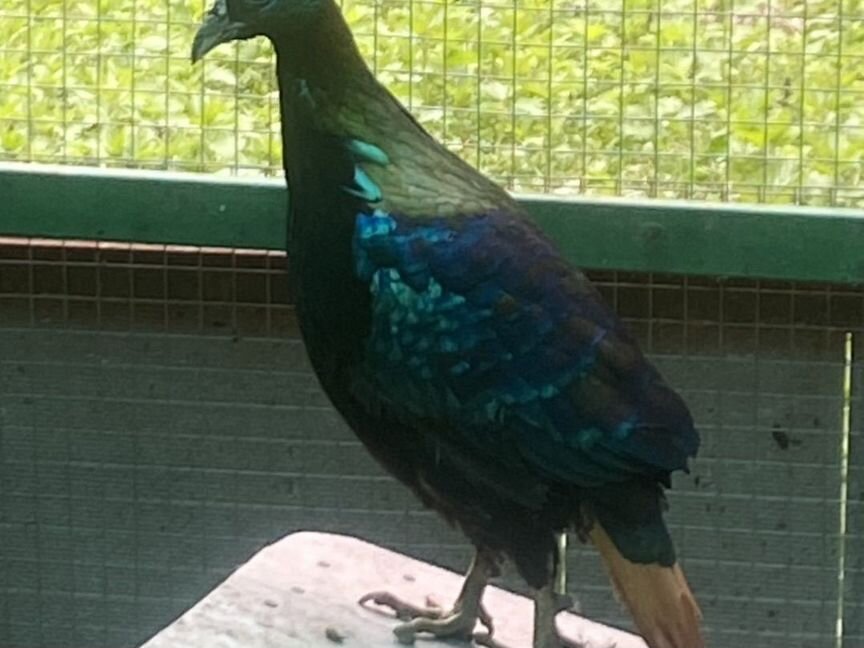 Самец фазан