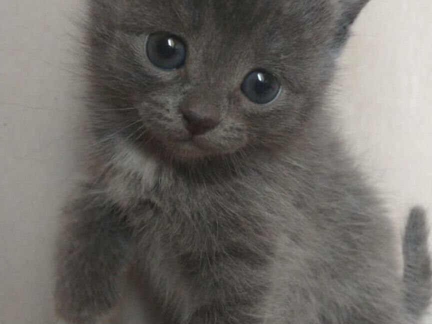 Котята русская голубая