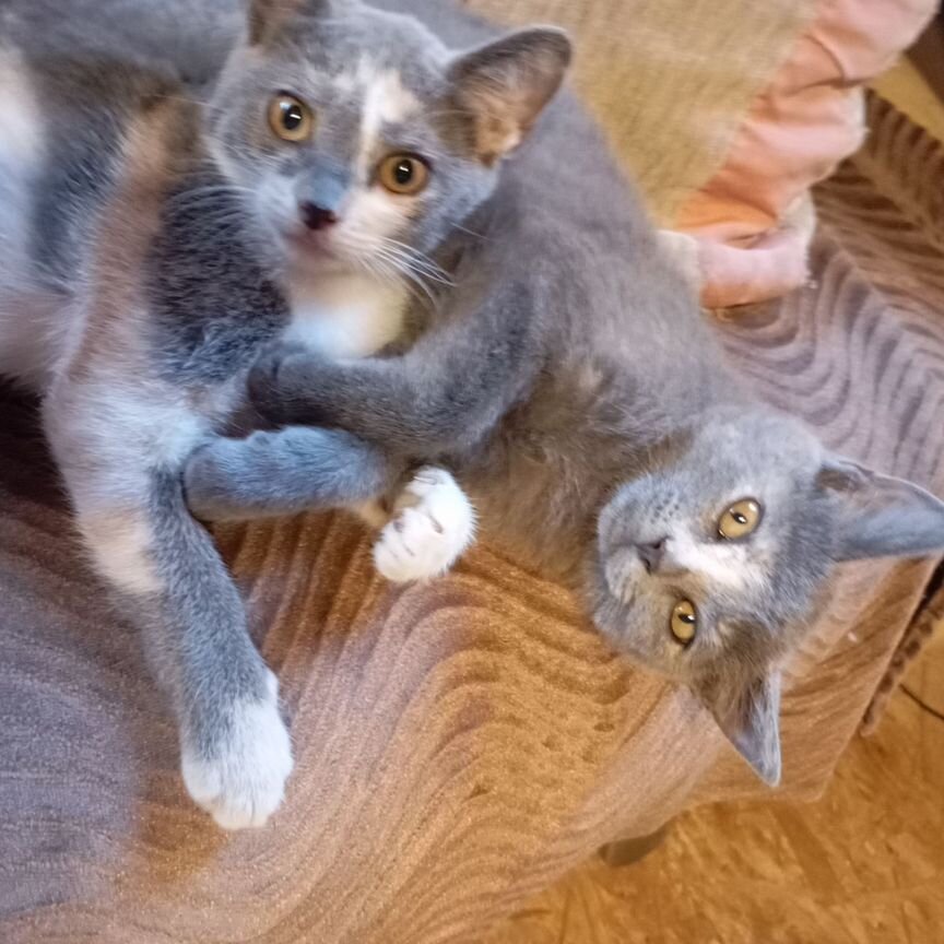 Котятки ищут любящую семью