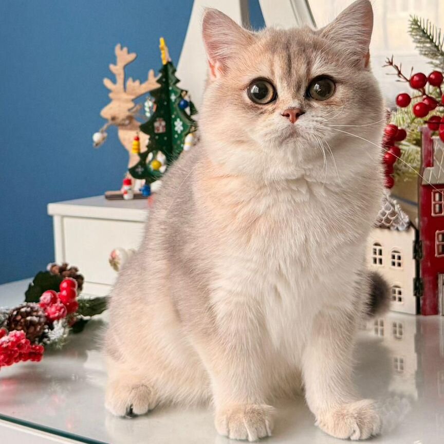 Британский котенок Лавана