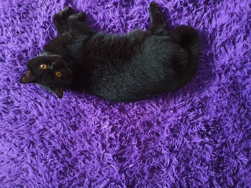 Отдам кошку в добрые руки