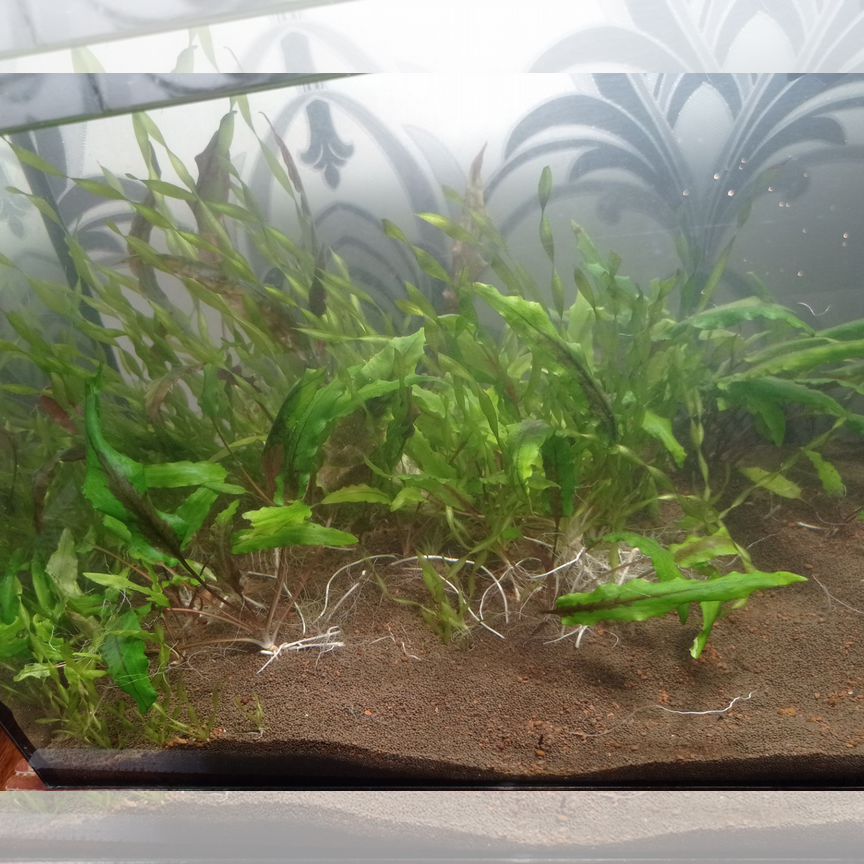 Аквариумное растение