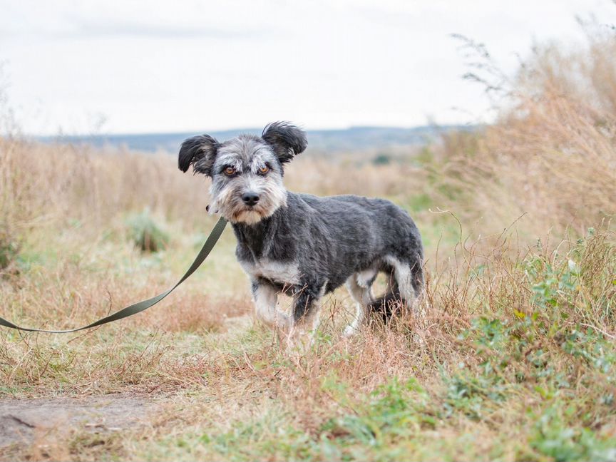 Собака в добрые руки