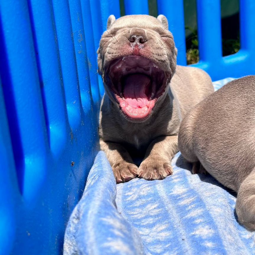 Мама ау, изабелловая малышка