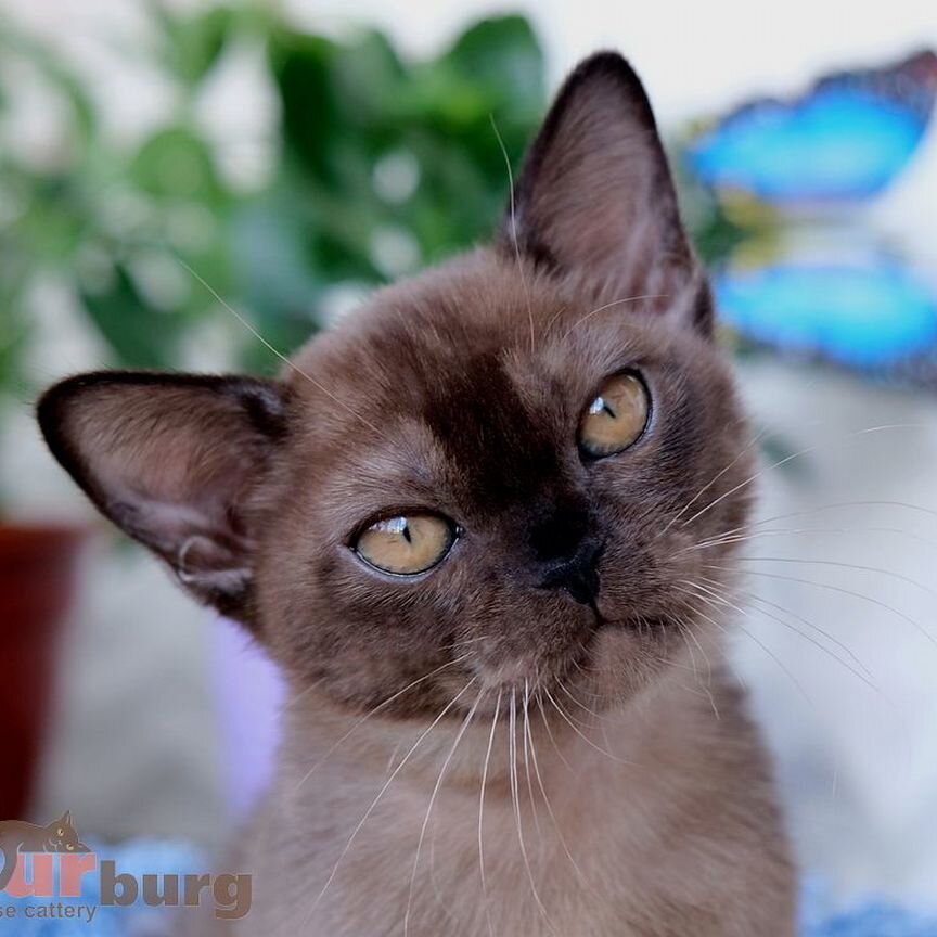 Котенок бурмы соболиный